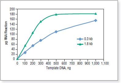 HiScribe® T7 High Yield RNA Synthesis Kit | NEB
