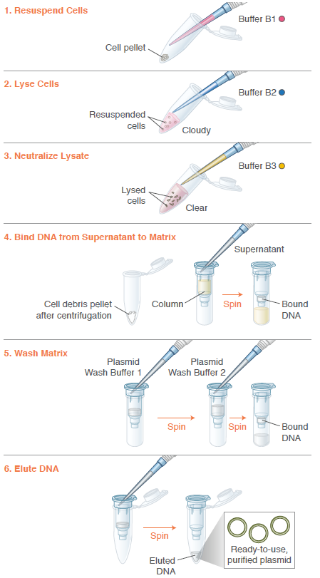 Monarch® Plasmid Miniprep Kit | NEB