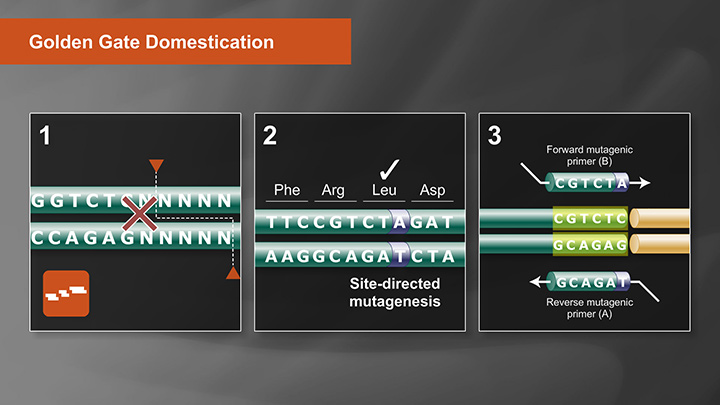 NEBridge® Golden Gate Assembly | NEB