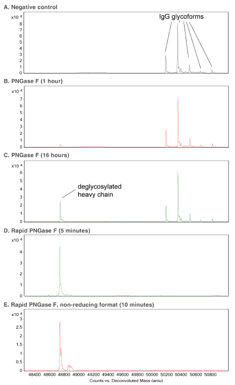 PNGase F Products - Driving your innovation | NEB