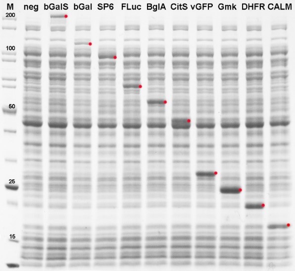 NEBExpress® Cell-free E. coli Protein Synthesis System | NEB