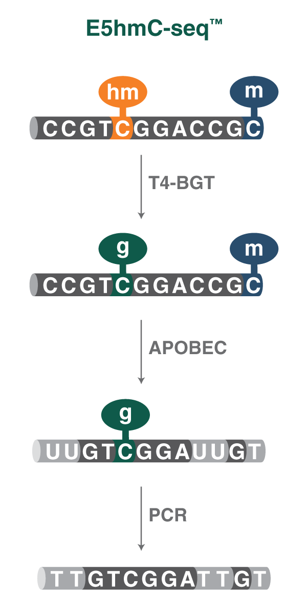 E5hmC-seq is a Sequencing Method for Direct 5hmC Detection that ...
