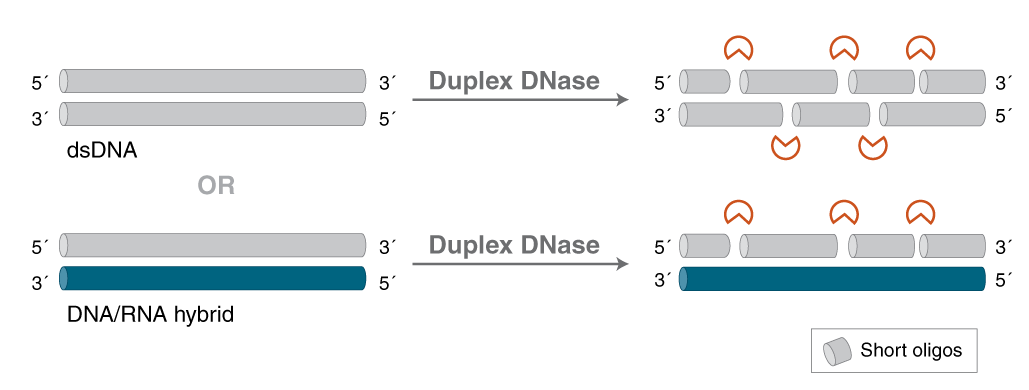 Duplex DNase | NEB