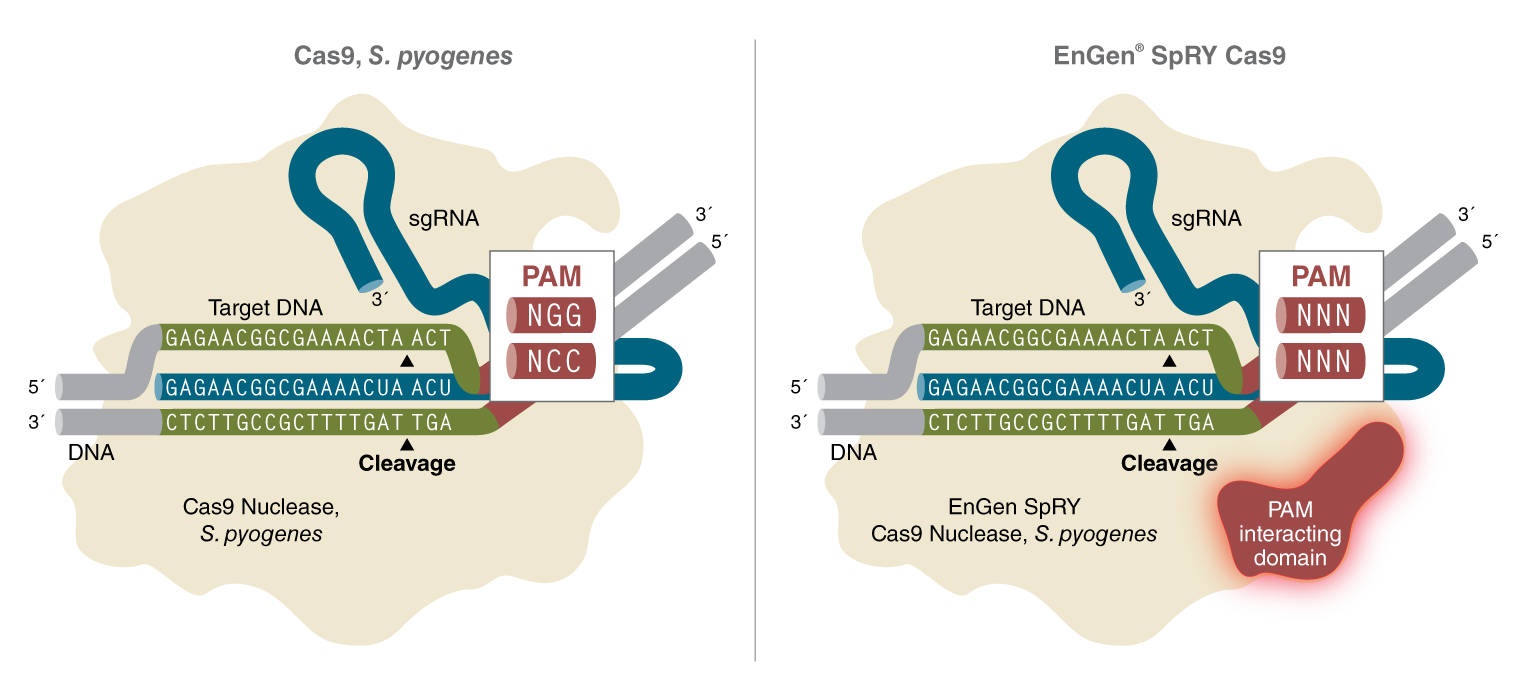 EnGen® SpRY Cas9 | NEB