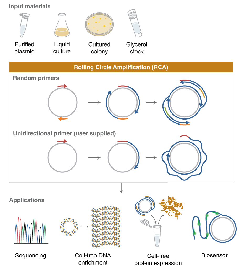 phi29-XT RCA Kit | NEB