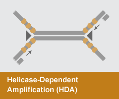 Isothermal Amplification | NEB