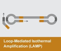 Isothermal Amplification | NEB