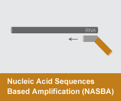 Isothermal Amplification | NEB