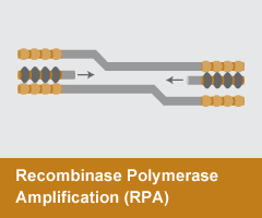 Isothermal Amplification | NEB