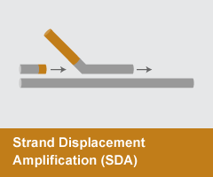 Isothermal Amplification | NEB