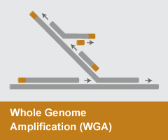 Isothermal Amplification | NEB