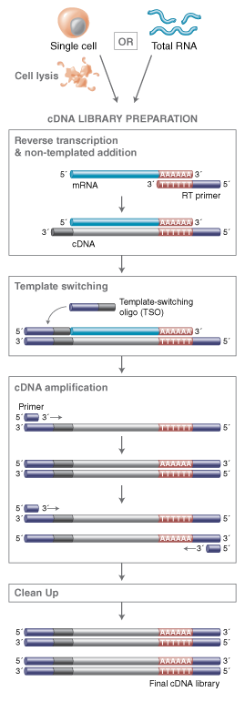 NEBNext® Single Cell/Low Input cDNA Synthesis & Amplification Module | NEB