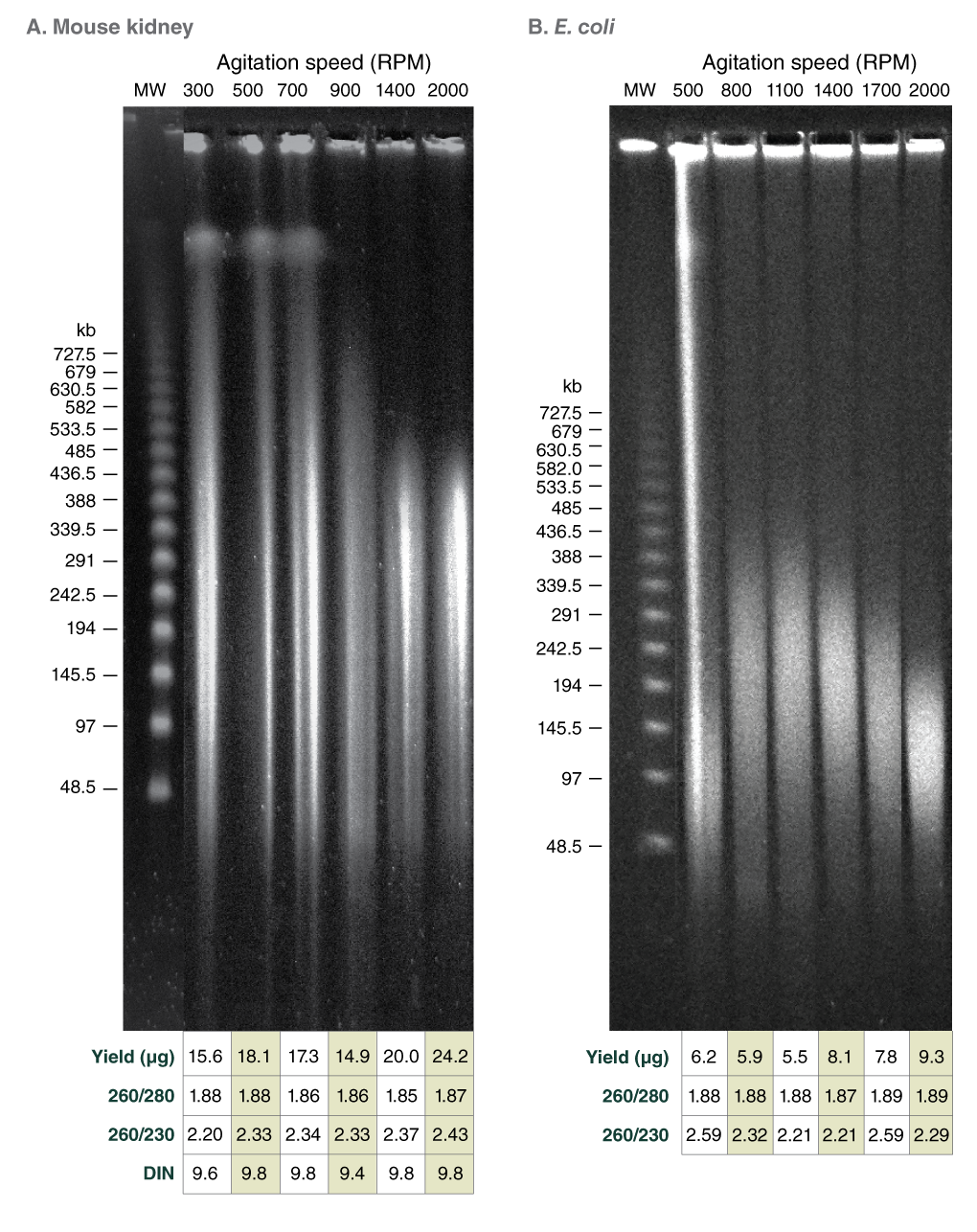 Monarch® HMW DNA Extraction Kit for Tissue | NEB