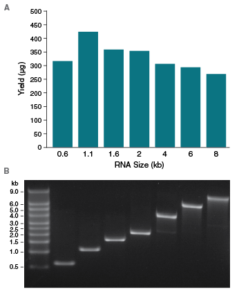 Monarch® Spin RNA Cleanup Kit (500 µg) | NEB