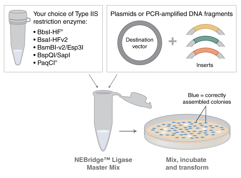 NEBridge® Ligase Master Mix | NEB