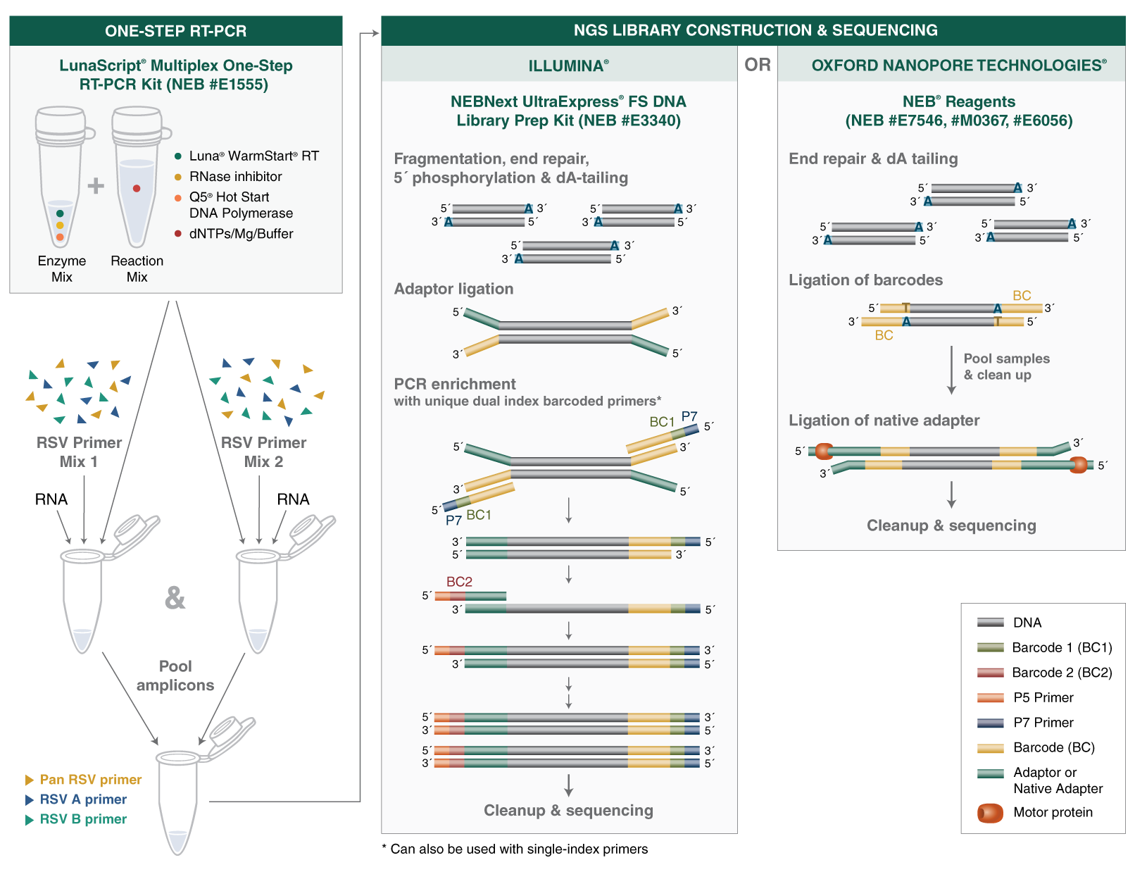 NEBNext® RSV Primer Module | NEB