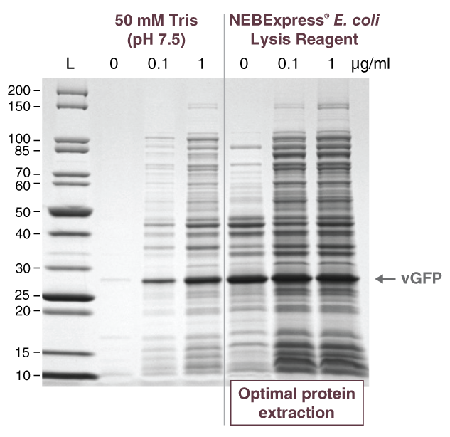 NEBExpress® E. coli Lysis Reagent | NEB