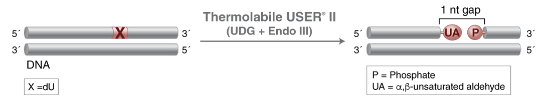 Activities of DNA Repair Enzymes and Structure-specific Endonucleases | NEB