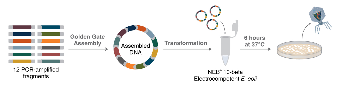 Application of Bacteriophage Genome Assembly Platforms | NEB