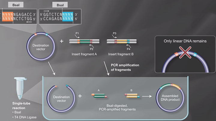 NEBridge® Ligase Master Mix | NEB