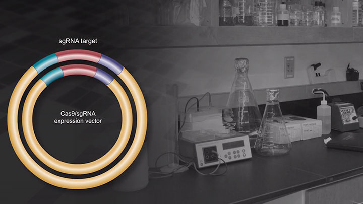 NEBuilder® HiFi DNA Assembly Cloning Kit | NEB