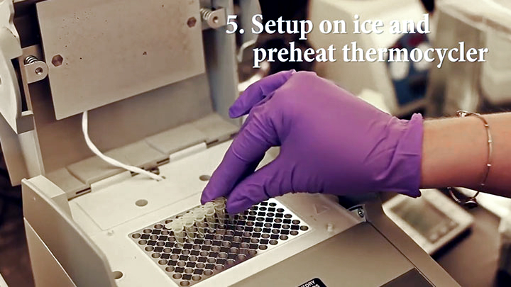 Q5® High-Fidelity DNA Polymerase | NEB