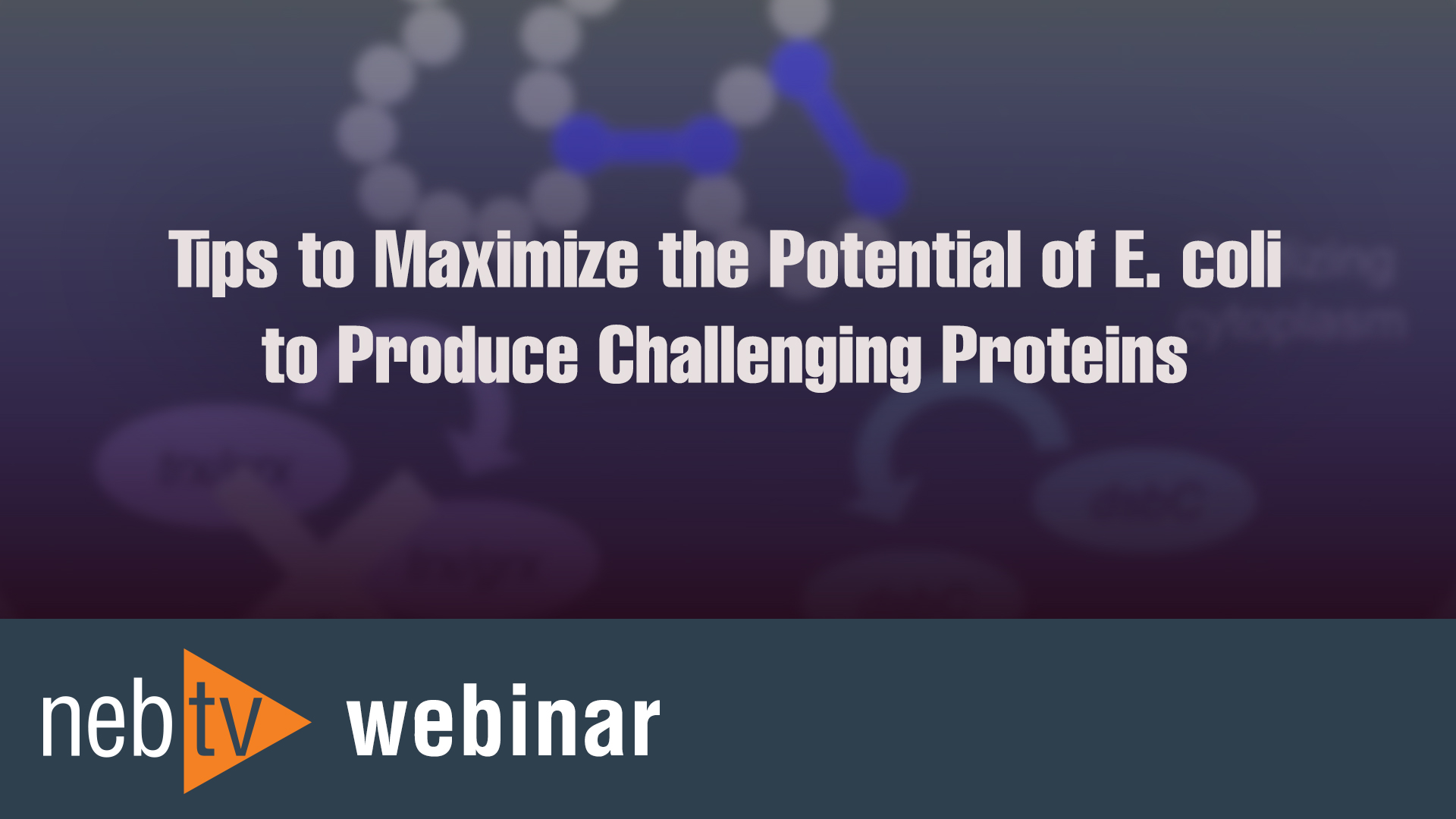 NEBExpress MBP Fusion and Purification System | NEB