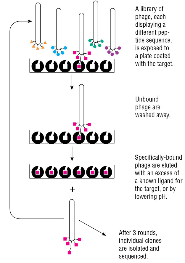 Ph.D.™-C7C Phage Display Peptide Library Kit | NEB