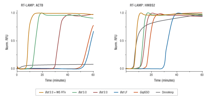 Bst 3.0 DNA Polymerase | NEB