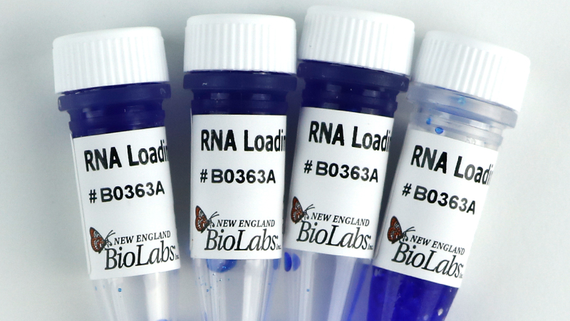 Rna Loading Buffer Recipe | Bryont Blog