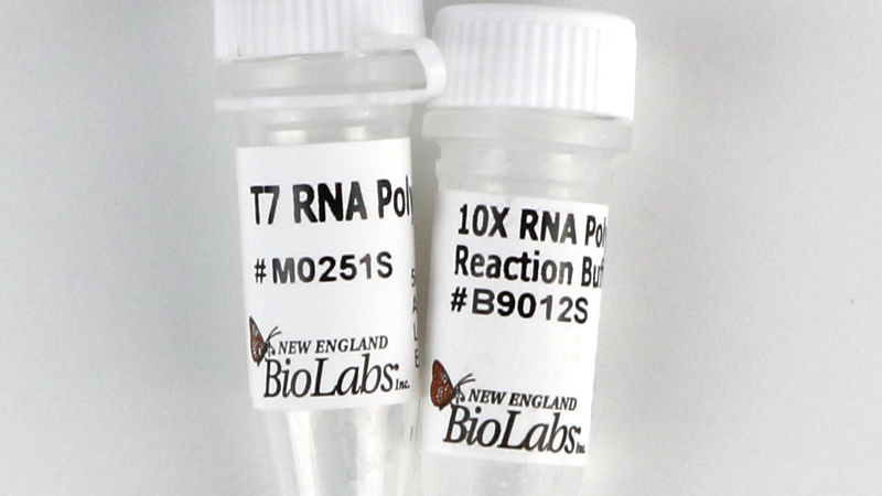 Rna Polymerase Reaction