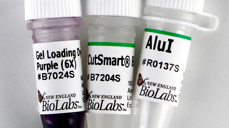 What Are Restriction Enzymes And What Are Their Function?, 57% OFF