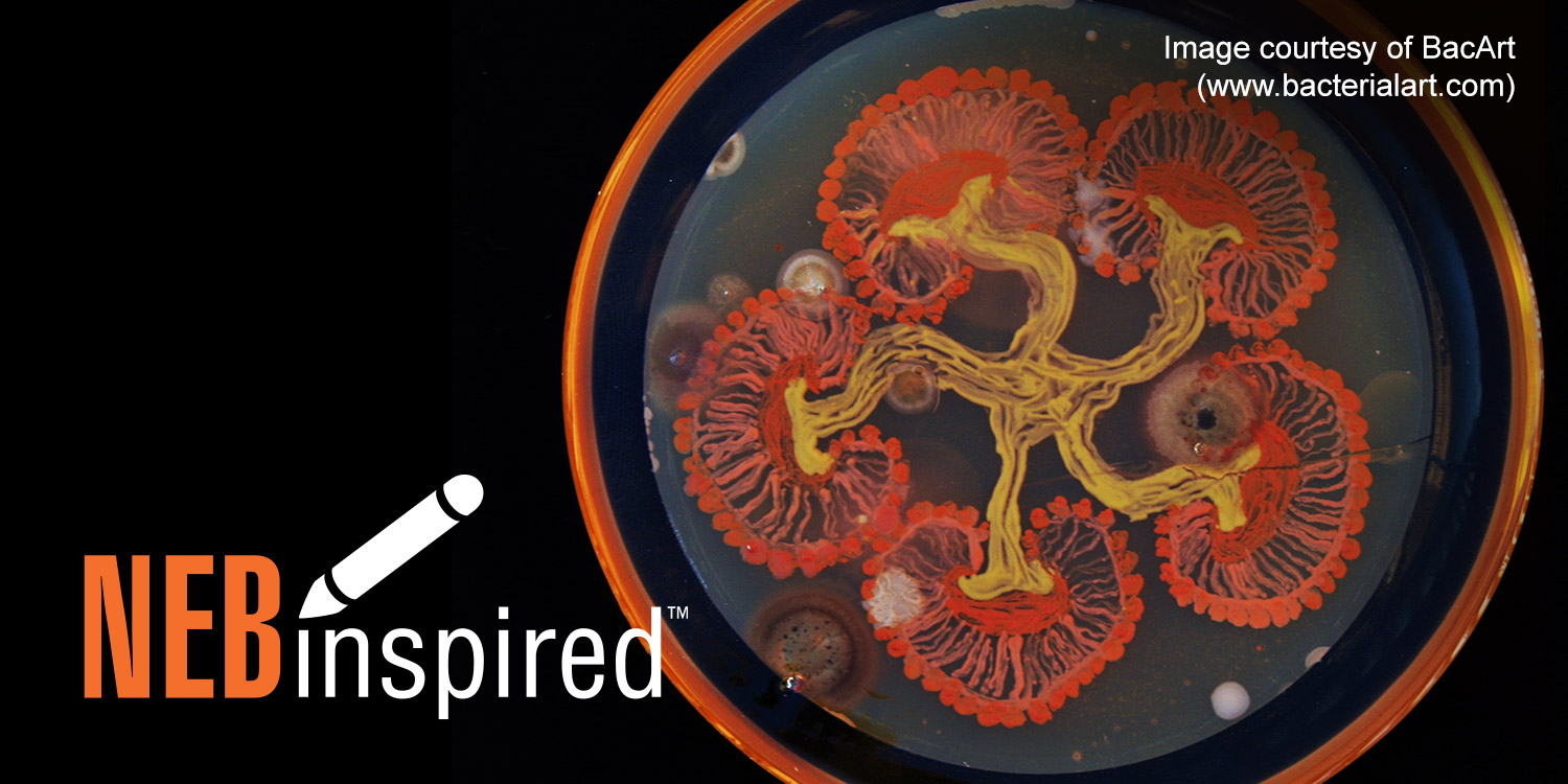 Bacterial Art - incubating creativity in the lab | NEB