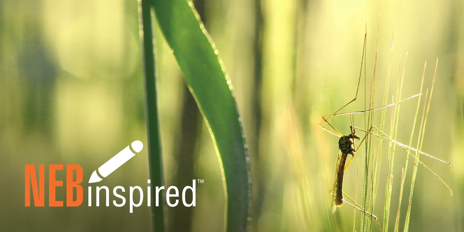 Monitoring tick and mosquito infections using LAMP: Screening for EEE ...