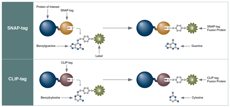 fluorescent protein labelling