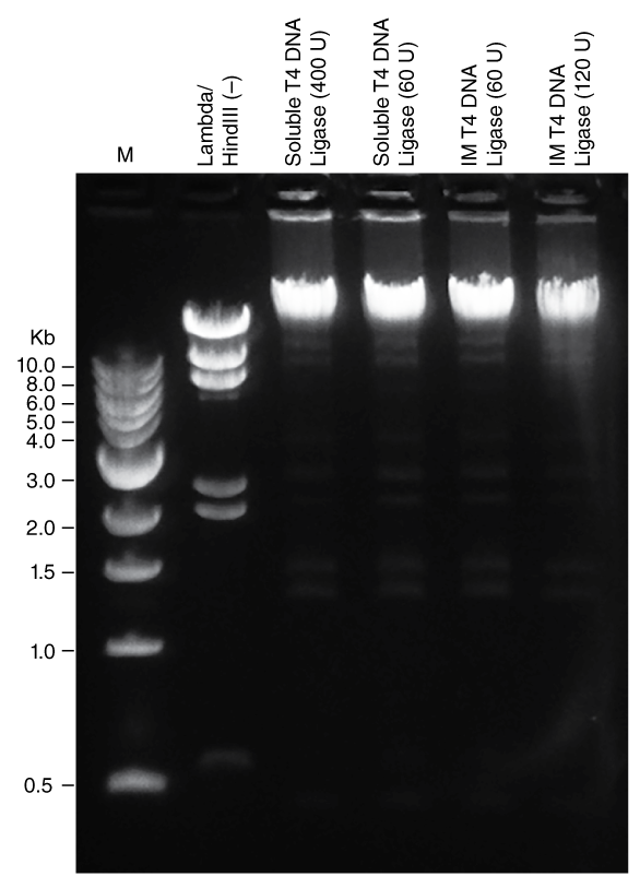 Immobilized T4 DNA Ligase | NEB