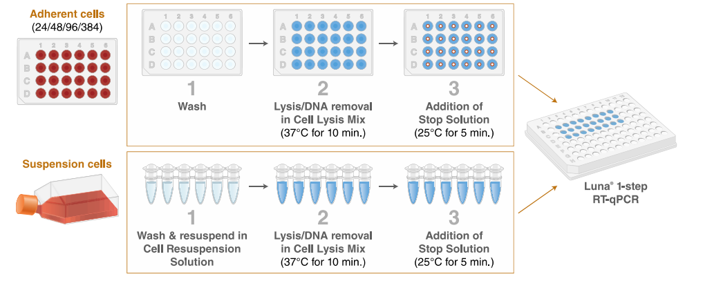 Luna® Cell Ready Lysis Module | NEB