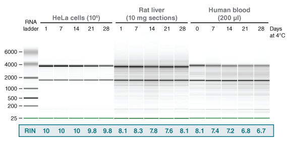 Monarch® DNA/RNA Protection Reagent | NEB