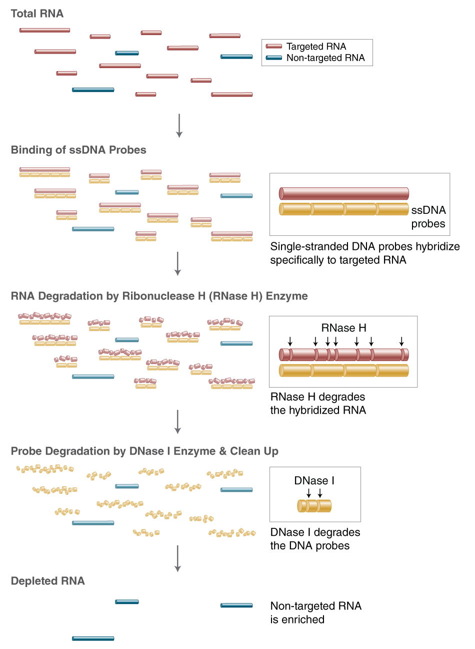 NEBNext® RNA Depletion Core Reagent Set with RNA Sample Purification ...