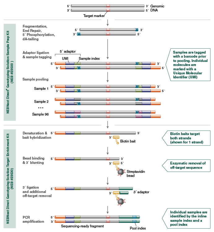 NEBNext Direct® Genotyping Solution | NEB