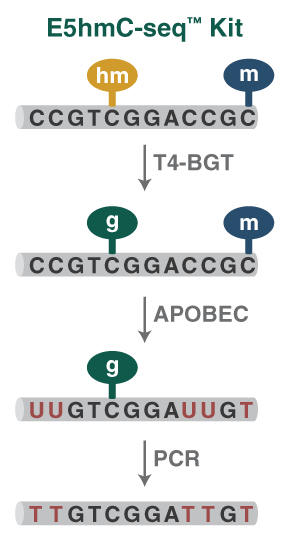 Nebnext® Enzymatic 5hmc Seq Kit Neb