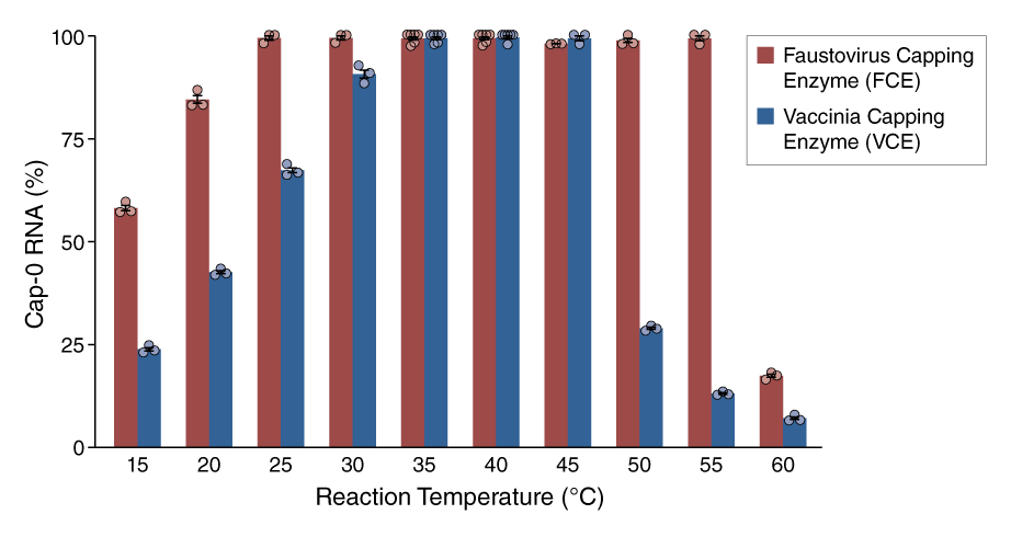 Faustovirus Capping Enzyme | NEB
