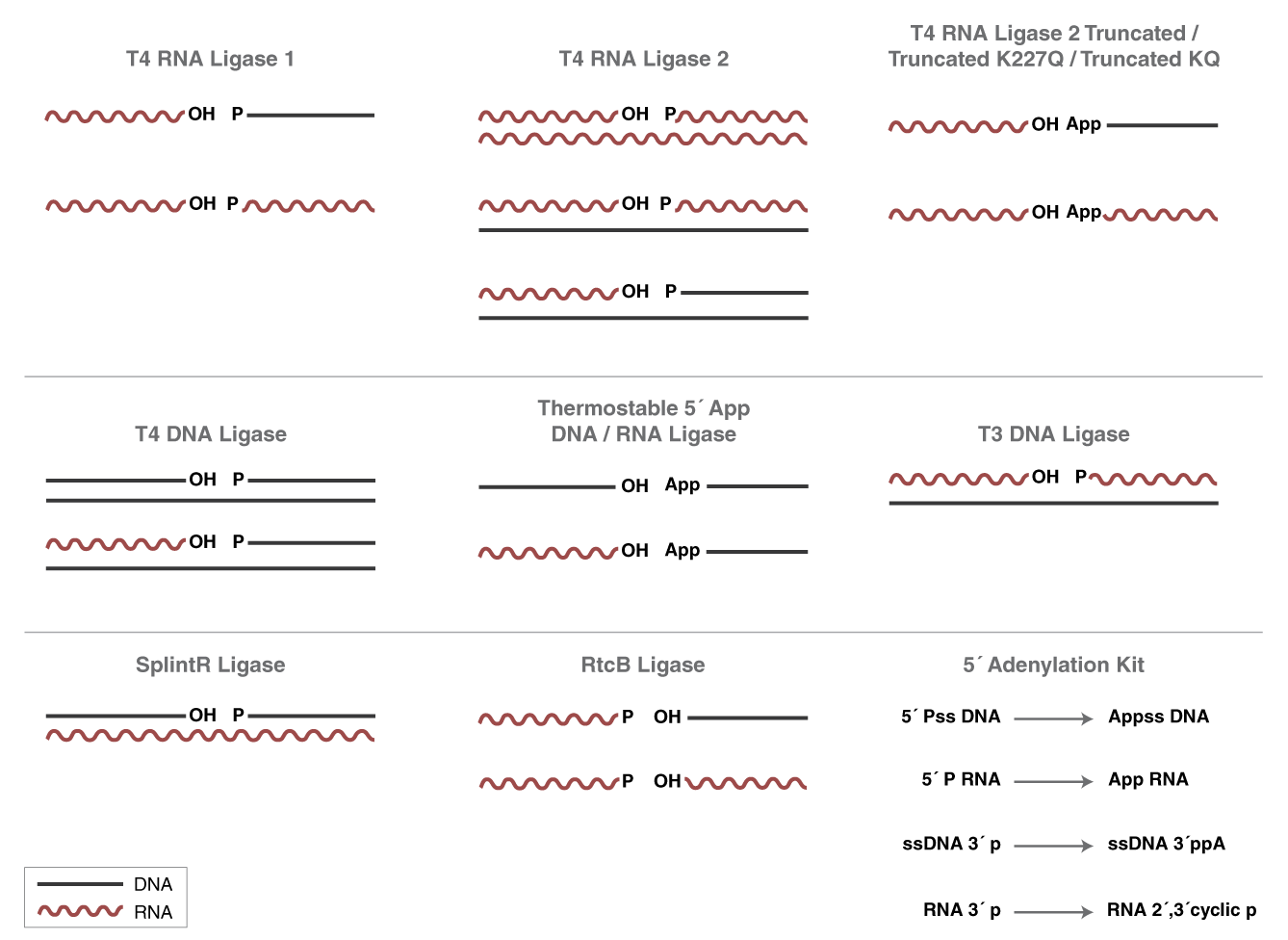 RNA Ligation | NEB
