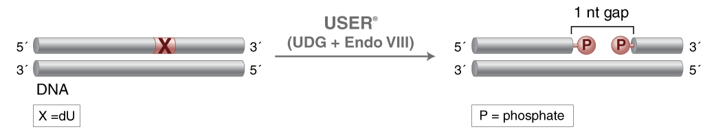 Activities Of Dna Repair Enzymes And Structure Specific Endonucleases Neb