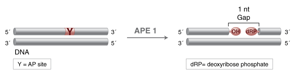 Activities Of Dna Repair Enzymes And Structure Specific Endonucleases Neb