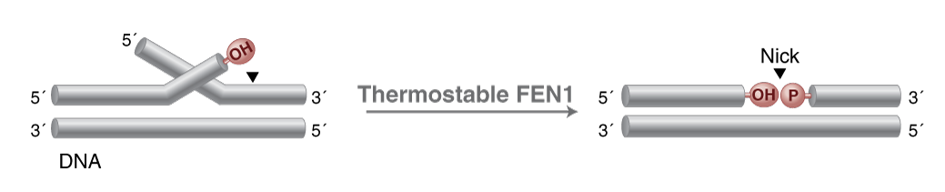 Activities Of Dna Repair Enzymes And Structure Specific Endonucleases Neb