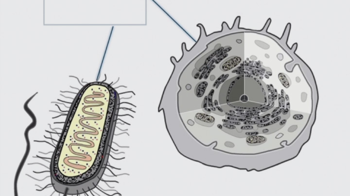 What is a Disulfide Bond (1 of 4) | NEB