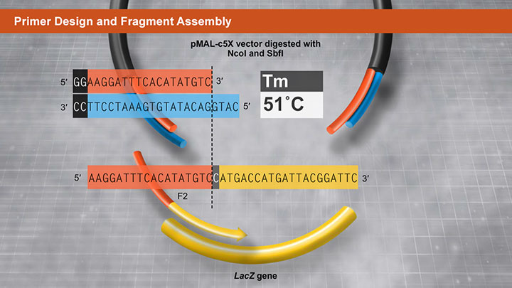 Golden Gate Assembly Workflow | NEB
