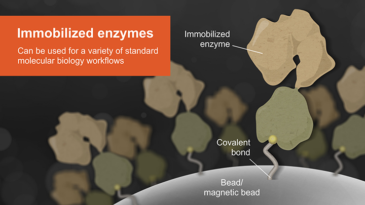 Immobilized T4 DNA Ligase | NEB