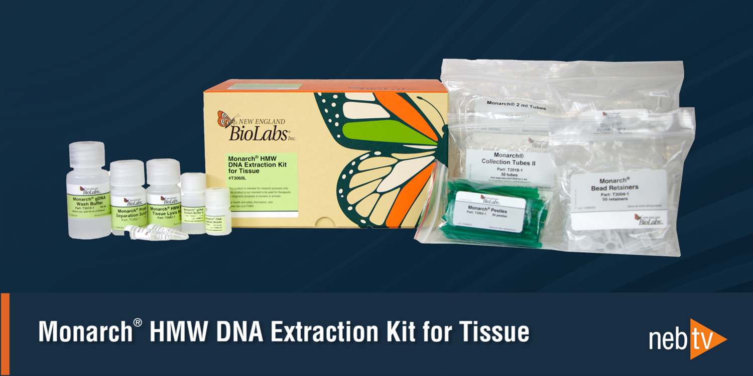 Monarch HMW DNA Extraction from Tissue: Protocol Overview | NEB
